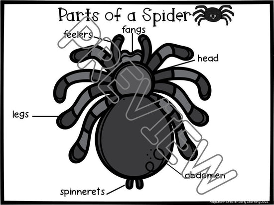 Spider Lesson and Activities for Preschool, PreK and Kindergarten ...