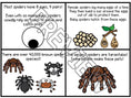 Spider Lesson and Activities for Preschool, PreK and Kindergarten ...