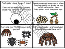 Spider Lesson and Activities for Preschool, PreK and Kindergarten ...