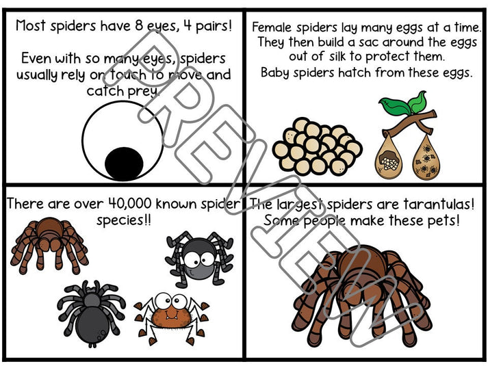 Spider Lesson and Activities for Preschool, PreK and Kindergarten ...